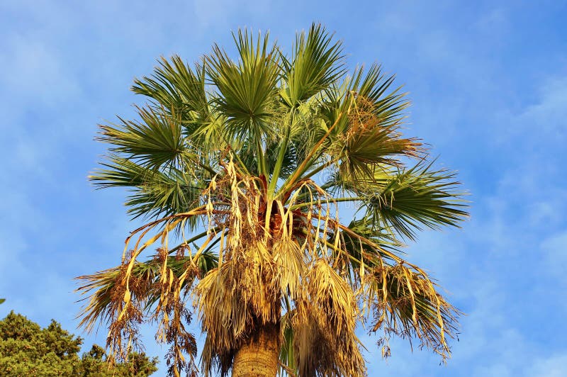 Carnauba Palm tree stock image. Image of heart, evergreen - 63785031