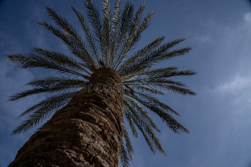 Palm Tree with Blue Sky in the Background, Beautiful Palm Tree of Palma ...