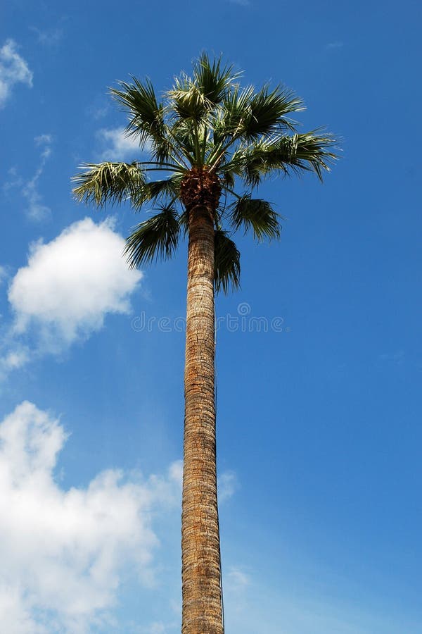 Palm Tree on Blue Sky Background without Fruit Stock Photo - Image of ...