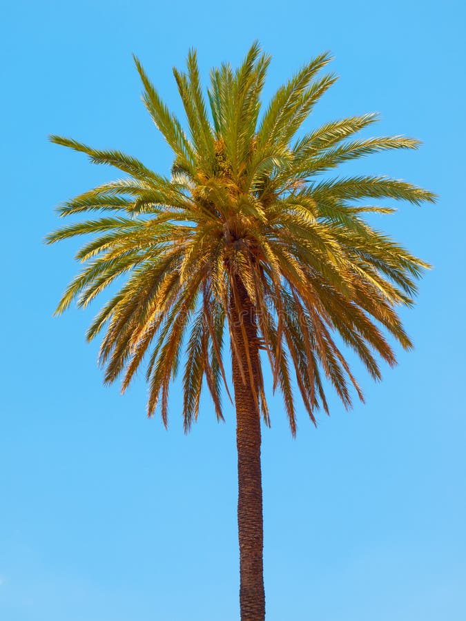 Palm Tree on a Blue Sky Background Stock Photo - Image of plant ...