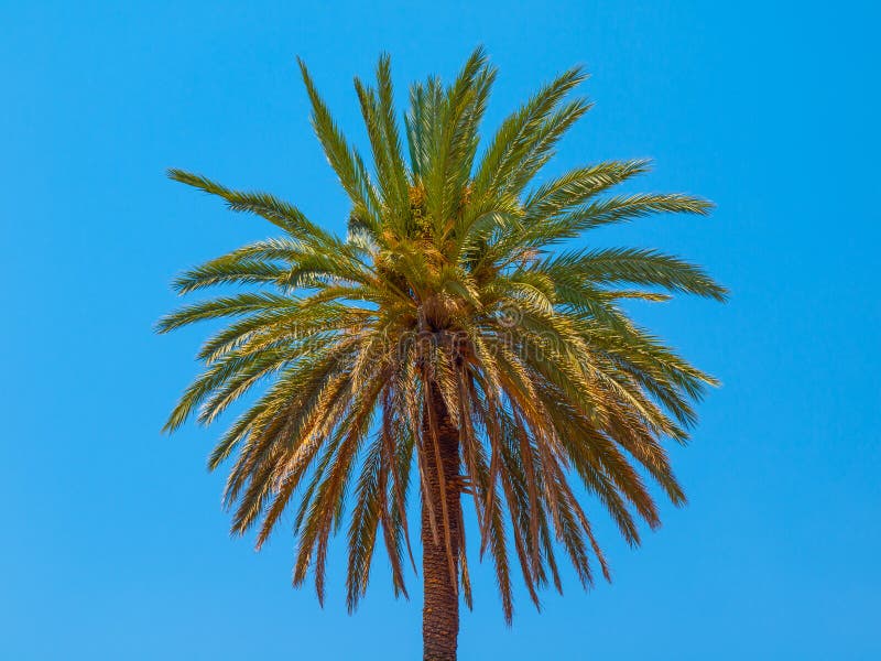 Palm Tree on a Blue Sky Background Stock Photo - Image of summer ...