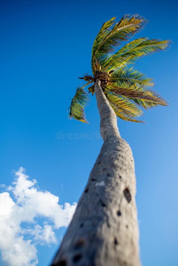 Palm Tree and Blue Sky from Low Angle in Key West, Florida Stock Photo ...