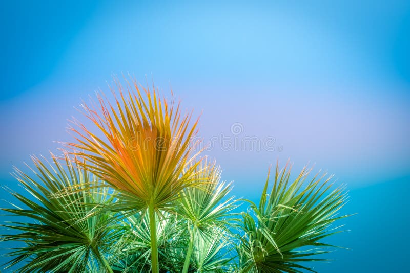 Palm Tree Over Blue Sky. Tropical Beach Background Stock Image - Image ...