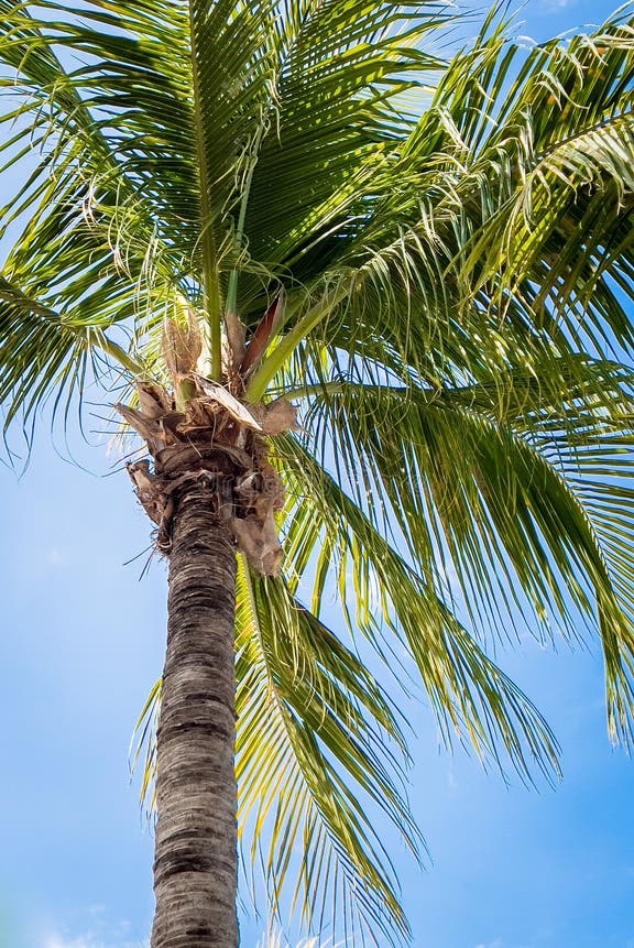 Palm Tree at Mambo Beach in Curacao Stock Image - Image of mambo ...