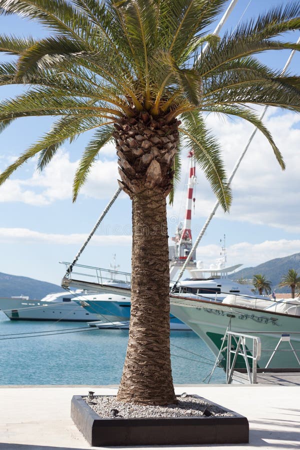Palm tree at boat marina stock photo. Image of green - 67165856