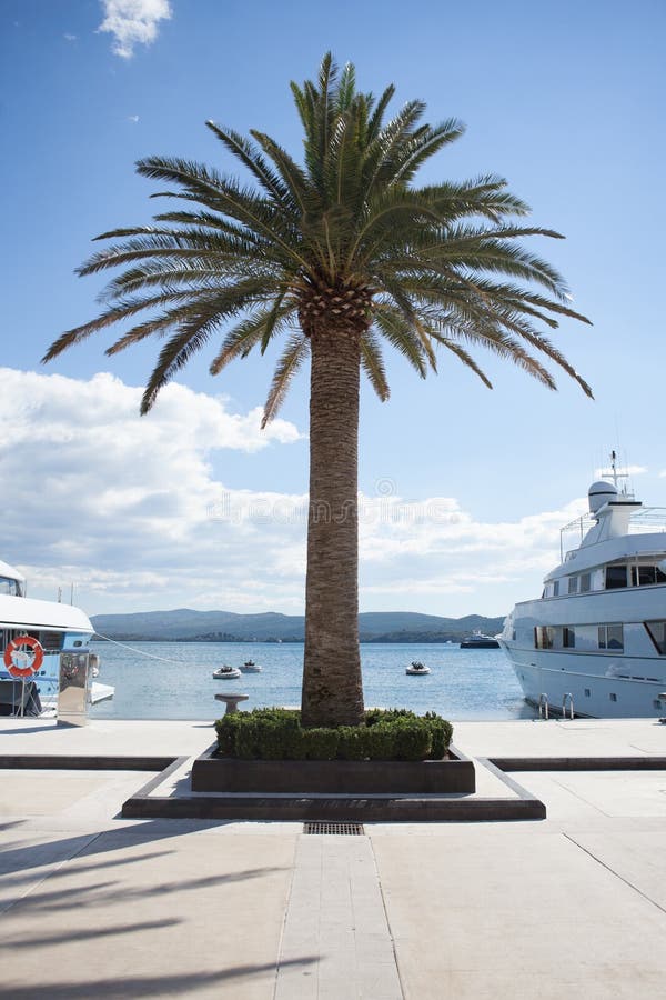 Palm tree at boat marina stock photo. Image of beautiful - 67168004