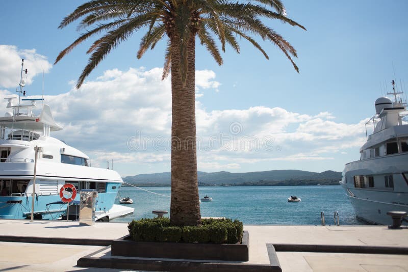 Palm tree at boat marina stock image. Image of exotic - 67168173