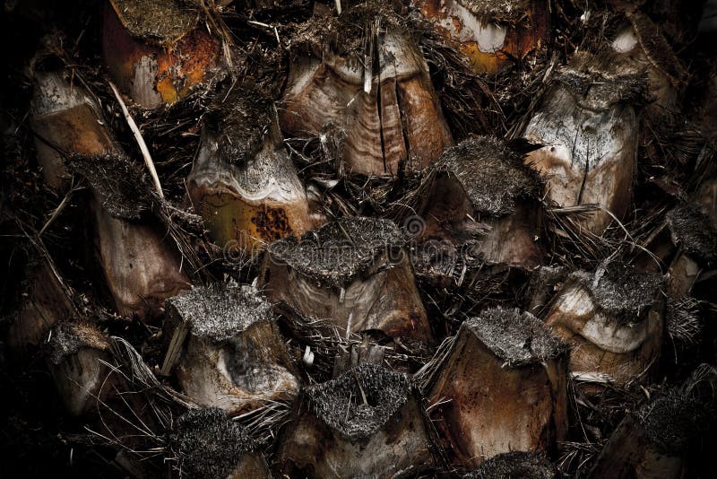 Palm Tree Body Bark stock photo. Image of macro, organic - 91720718