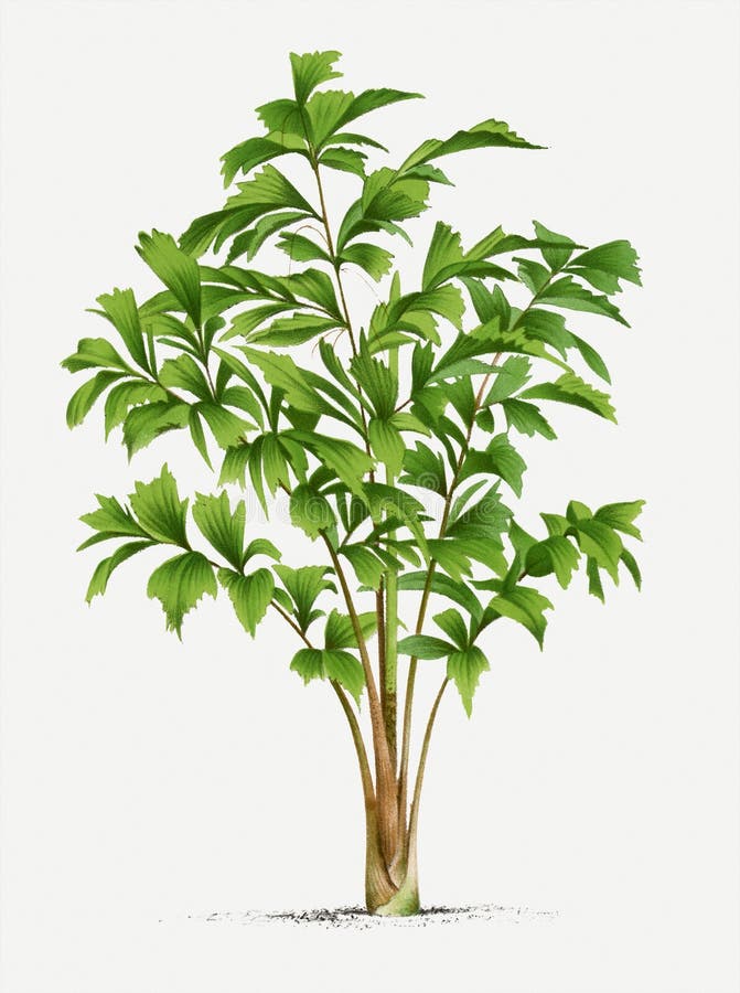 Palm Tree Botanical Illustration. Stock Illustration - Illustration of ...