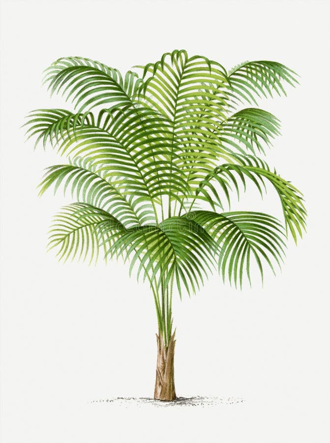 3d Illustration of Set Caryota Mitis Tree Isolated on White and Its ...
