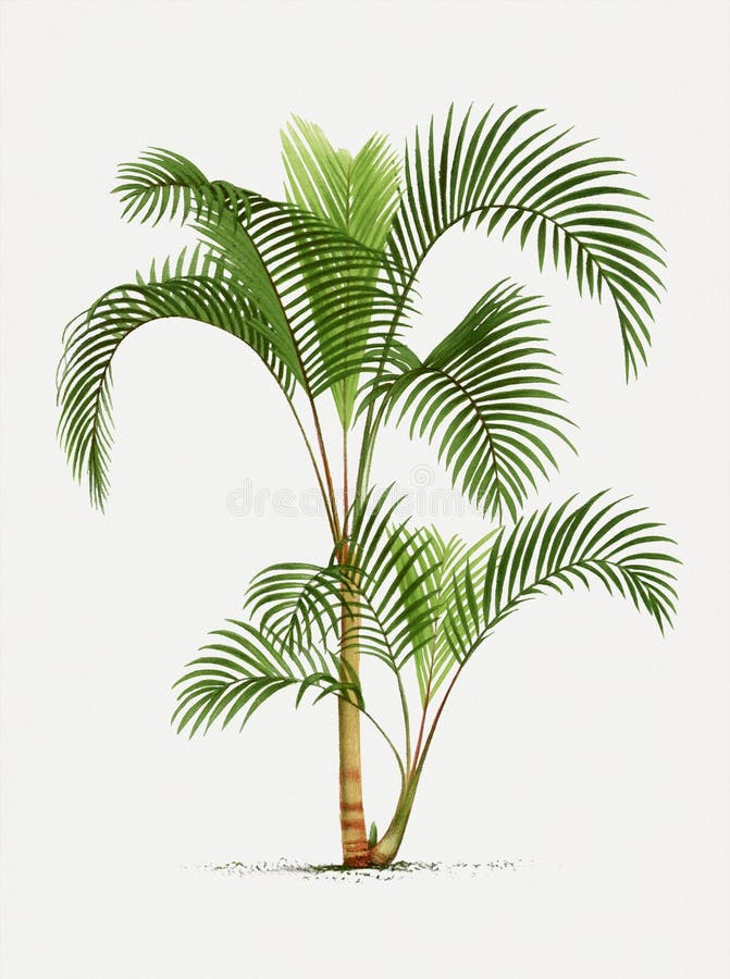 3d Illustration of Set Caryota Mitis Tree Isolated on White and Its ...