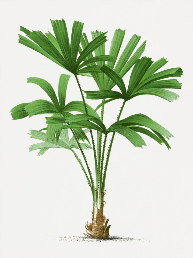 Palm Tree Botanical Illustration. Stock Illustration - Illustration of ...