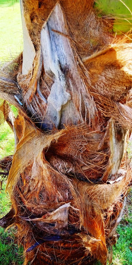 Palm Tree Bottom Angle Picture Stock Image - Image of palm, tree: 171179601