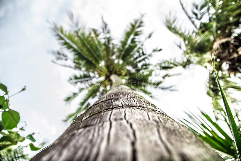 Palm tree bottom view stock photo. Image of south, silhouette - 101382514