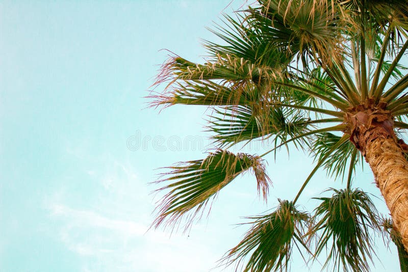 Palm Tree Bottom View Blue Summer Sky Copyspace Stock Image - Image of ...