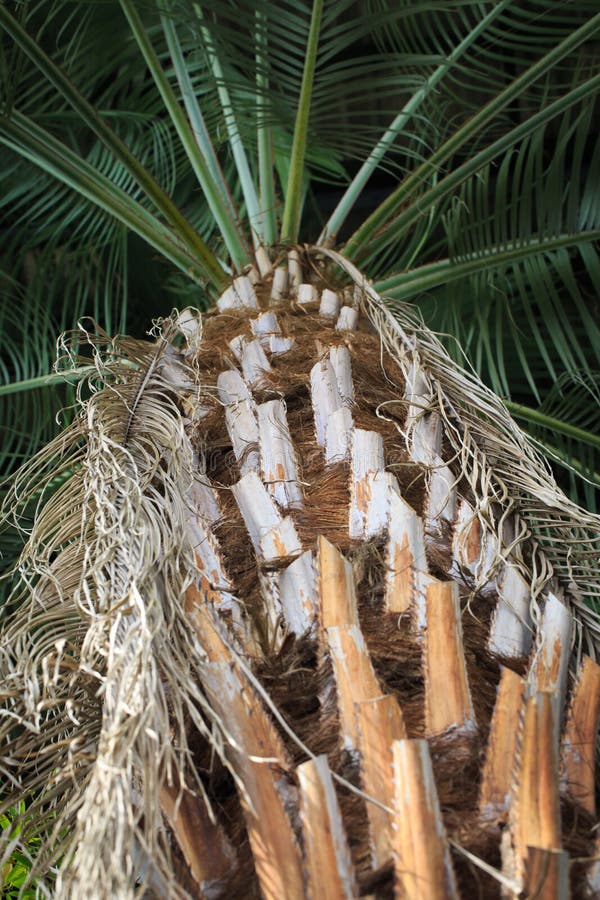 Palm Tree Bottom View. Nice Slender Trunk Stock Image - Image of ...