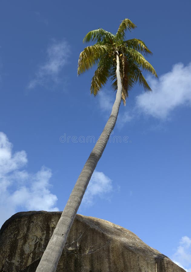 Palm Tree and Boulder in Spring Bay, the Baths, Virgin Gorda, BVI Stock ...