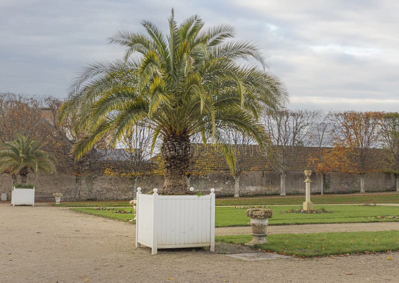 Palm Tree in a Box Shaped White Planter Stock Image - Image of ...
