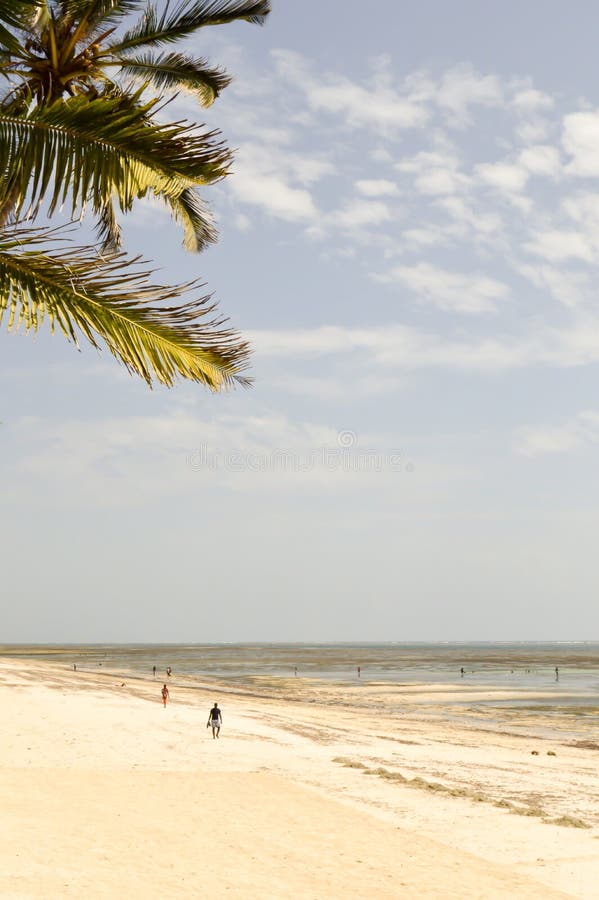 Palm tree branch against stock photo. Image of botany - 94685220