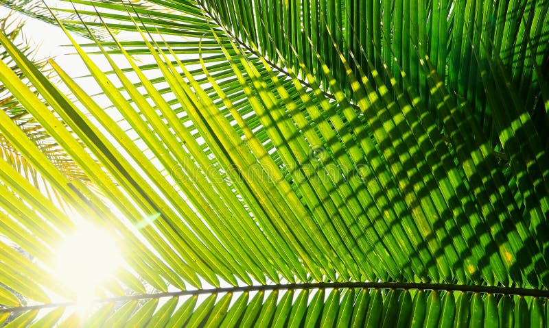 Palm tree stock photo. Image of beach, outdoor, palm - 71163532