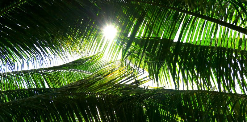 Palm tree branch stock photo. Image of beautiful, bright - 76045562