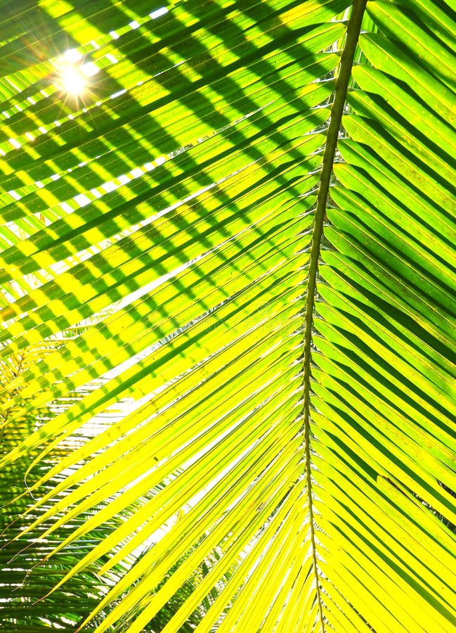 Palm tree stock image. Image of season, exotic, journey - 71164215