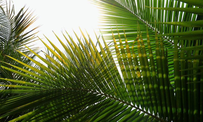 Palm Tree Branch Against the Light Stock Image - Image of foliage ...