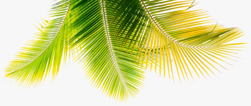 Palm Tree Branch Against the Light Stock Image - Image of outdoor ...