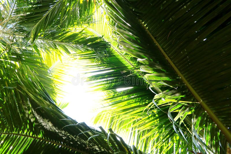 Palm Tree Branch Against the Light Stock Image - Image of lens, branch ...