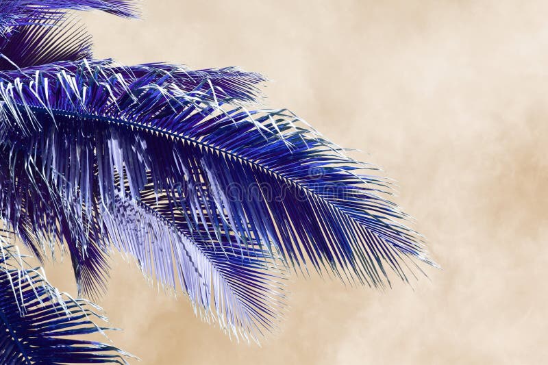 Palm Tree Branch with Blue Leaves on Beige Background Close Up Stock ...