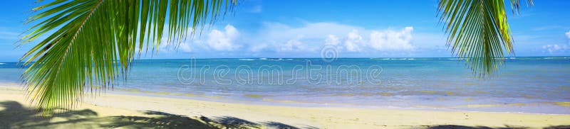 Palm Tree Branch and Caribbean Sea . Stock Image - Image of outdoor ...