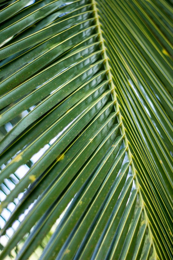 Palm tree branch close up stock image. Image of bright - 199166227