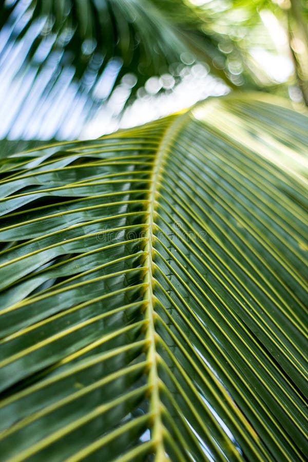 Palm tree branch close up stock photo. Image of environment - 199166248