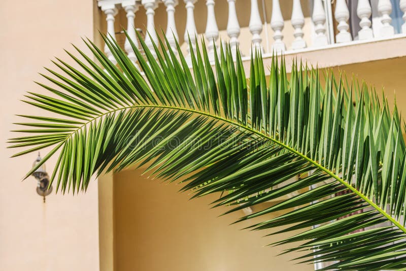 Palm tree branch, stock photo. Image of exotic, natural - 201793892