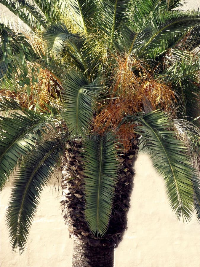 Palm Tree Branch with Leaves Stock Photo - Image of autumn, hydrangea ...