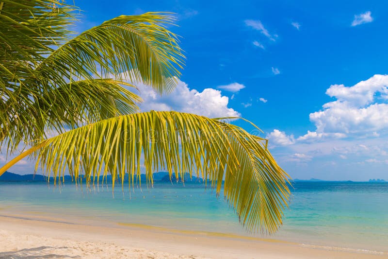 Palm Tree Branch Over Beach Stock Photo - Image of ocean, beautiful ...