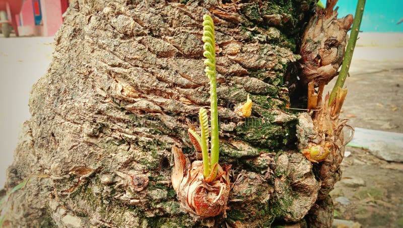 Palm tree branch stock image. Image of flora, beautiful - 301178263