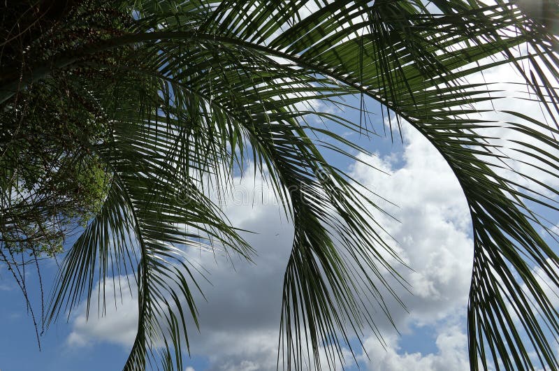 Palm Tree Branches on Blue Sky in Florida Stock Photo - Image of nature ...