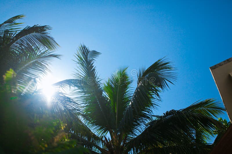 Palm tree branches stock photo. Image of rest, color - 49688048
