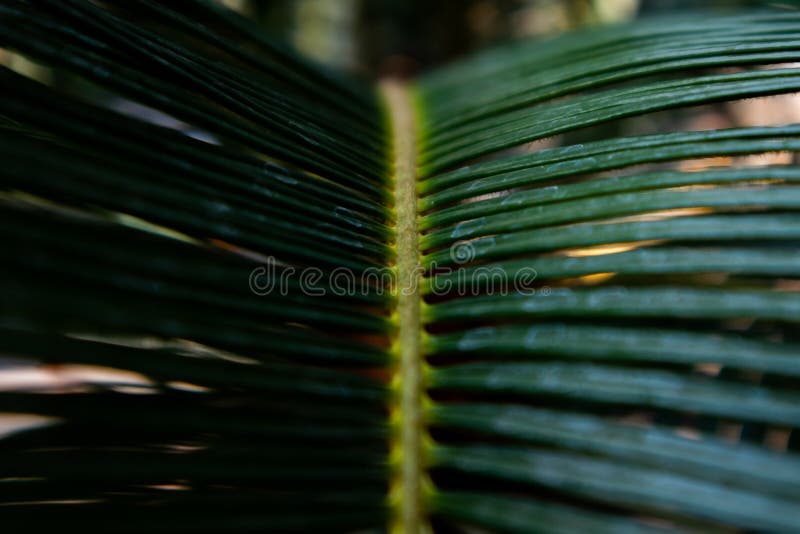 Palm tree branches stock photo. Image of light, leaf - 288199864