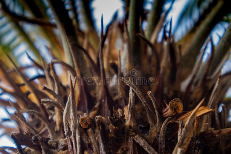 Palm tree branches stock photo. Image of twig, leaf - 288200558