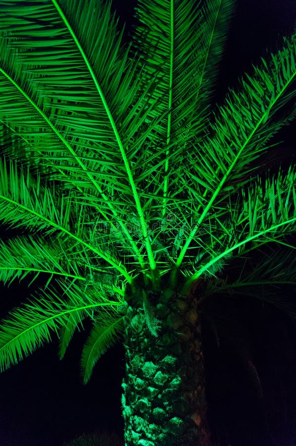 Palm tree stock photo. Image of nature, night, palm, leaves - 55696056