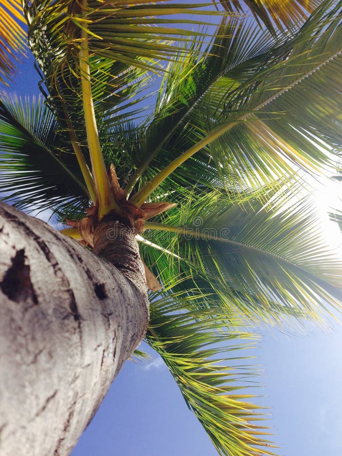 Palm Tree Branches Leaves and Trunk in the Sunlight Stock Image - Image ...