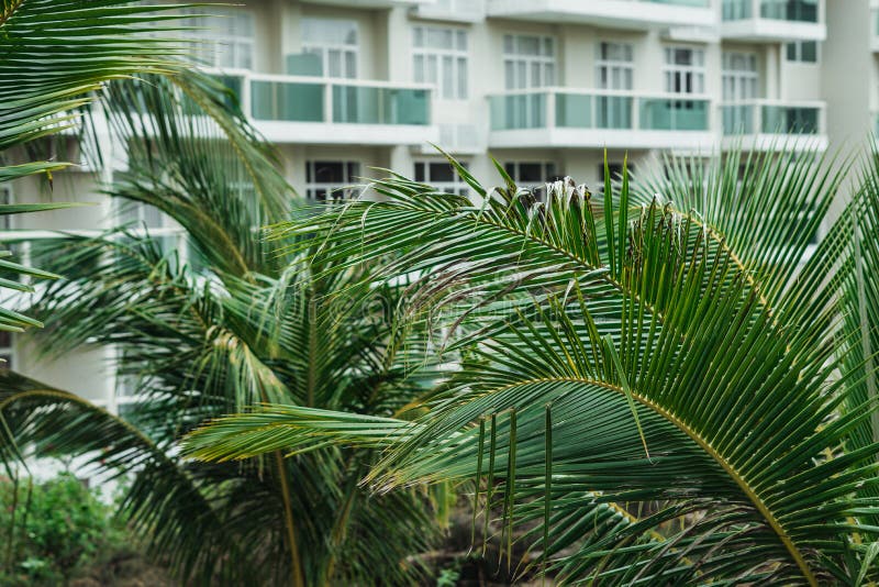 Palm Tree Branches Level Windows Multi-storey Building Modern Green ...