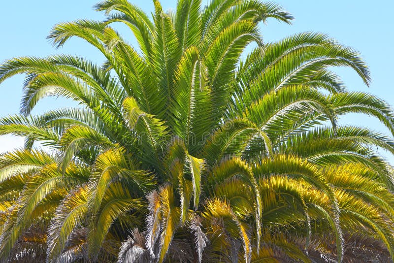 Palm tree with smooth bark stock image. Image of tropical - 79887711