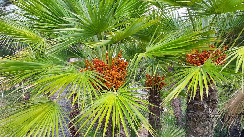 Palm Tree with Bright Orange Fruits Stock Image - Image of nature ...
