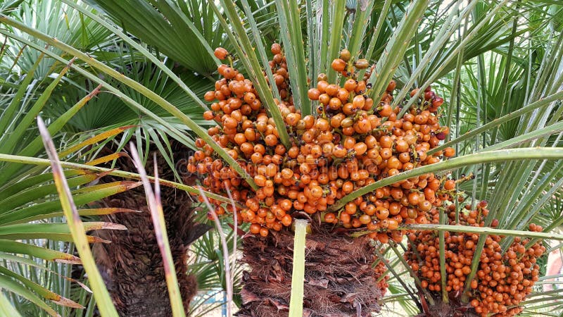 Palm Tree with Bright Orange Fruits Stock Photo - Image of green, ripe ...