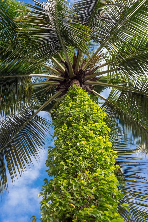 Palm Tree and Bright Sun on Blue Sky Stock Photo - Image of bottom ...