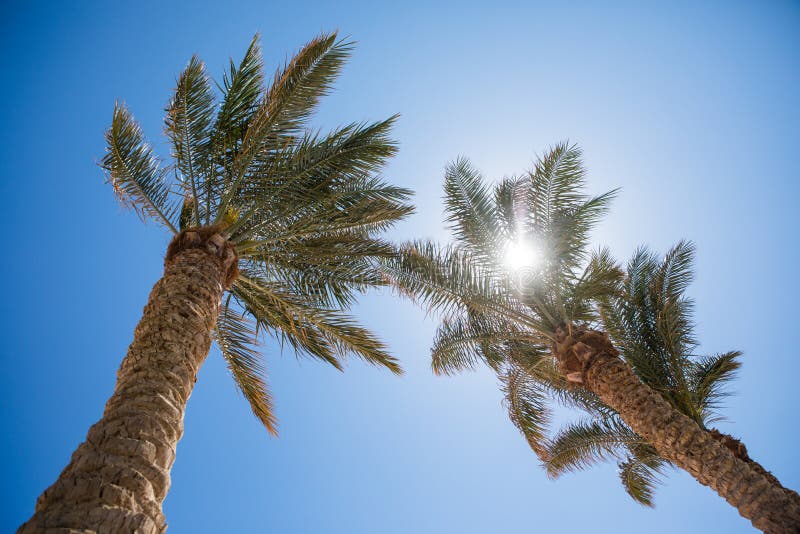 Palm Tree and Bright Sun on Blue Sky Background Stock Image - Image of ...