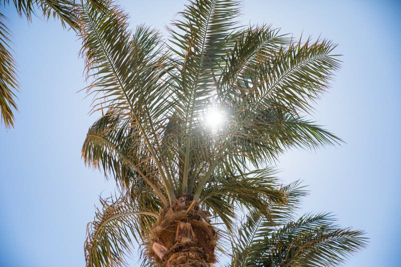Palm Tree and Bright Sun on Blue Sky Background Stock Image - Image of ...